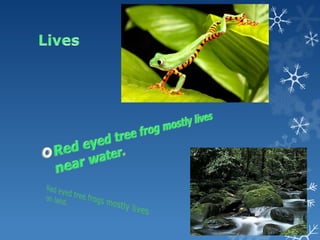 Red eyed tree frog noah s | PPTX | Reptiles | Pets