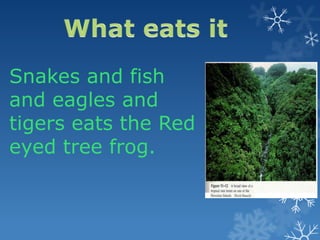 Red eyed tree frog noah s | PPTX