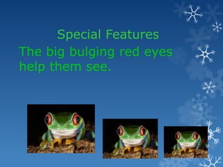 Red eyed tree frog noah s | PPTX