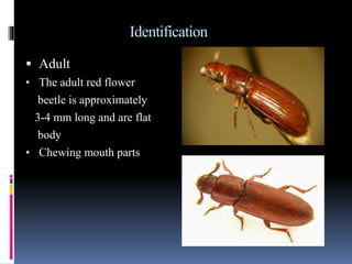 Flour Beetle Life Cycle