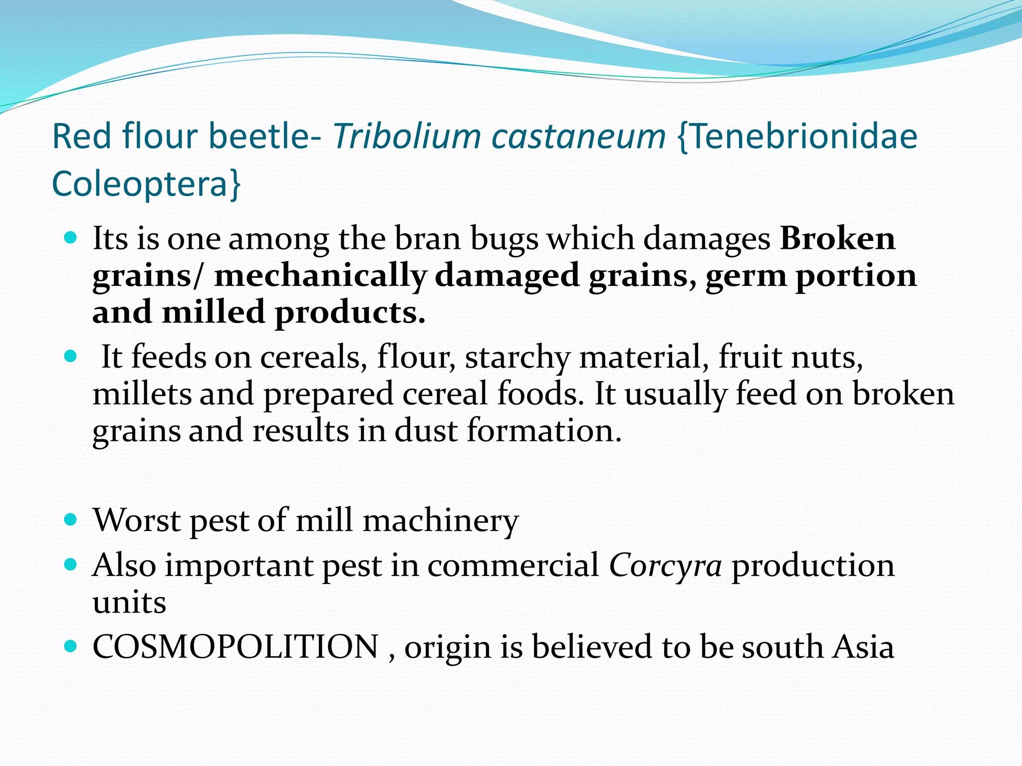 RED FLOUR BEETLE joshi.pptx