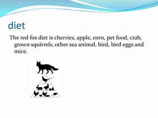 Red Fox | PPTX