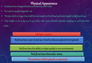 Biodiversity of Red Fox | PPTX