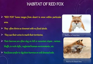 Biodiversity of Red Fox | PPT