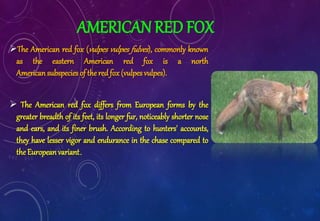 Biodiversity of Red Fox | PPT