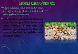 Biodiversity of Red Fox | PPT | Free Download