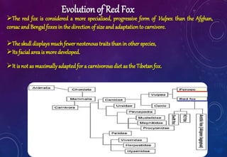 Biodiversity of Red Fox | PPT