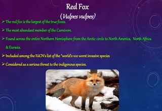 Biodiversity of Red Fox | PPT
