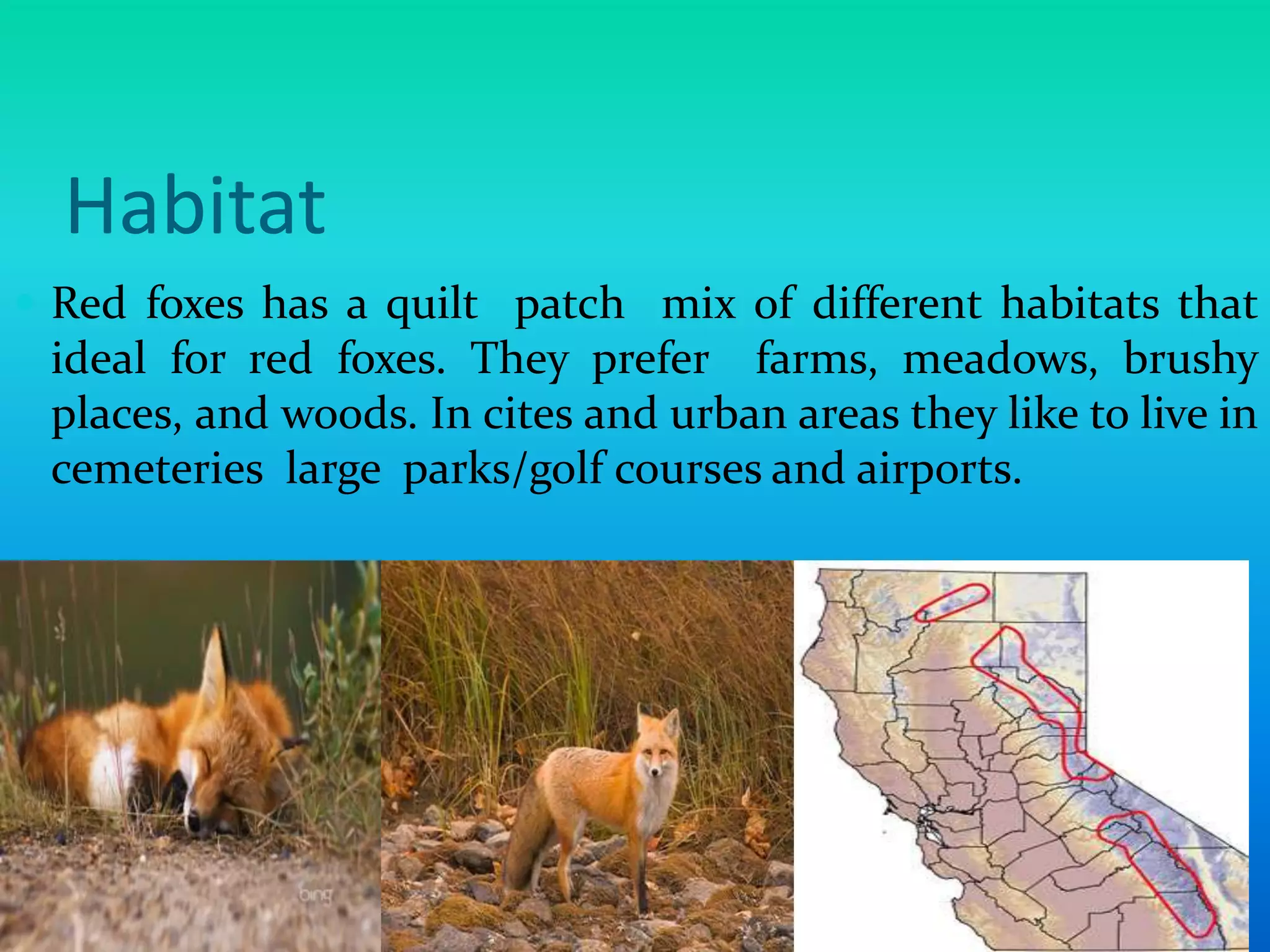 Red Fox by Kevin | PPTX | Cats | Pets