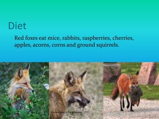 Red Fox by Kevin | PPTX | Cats | Pets