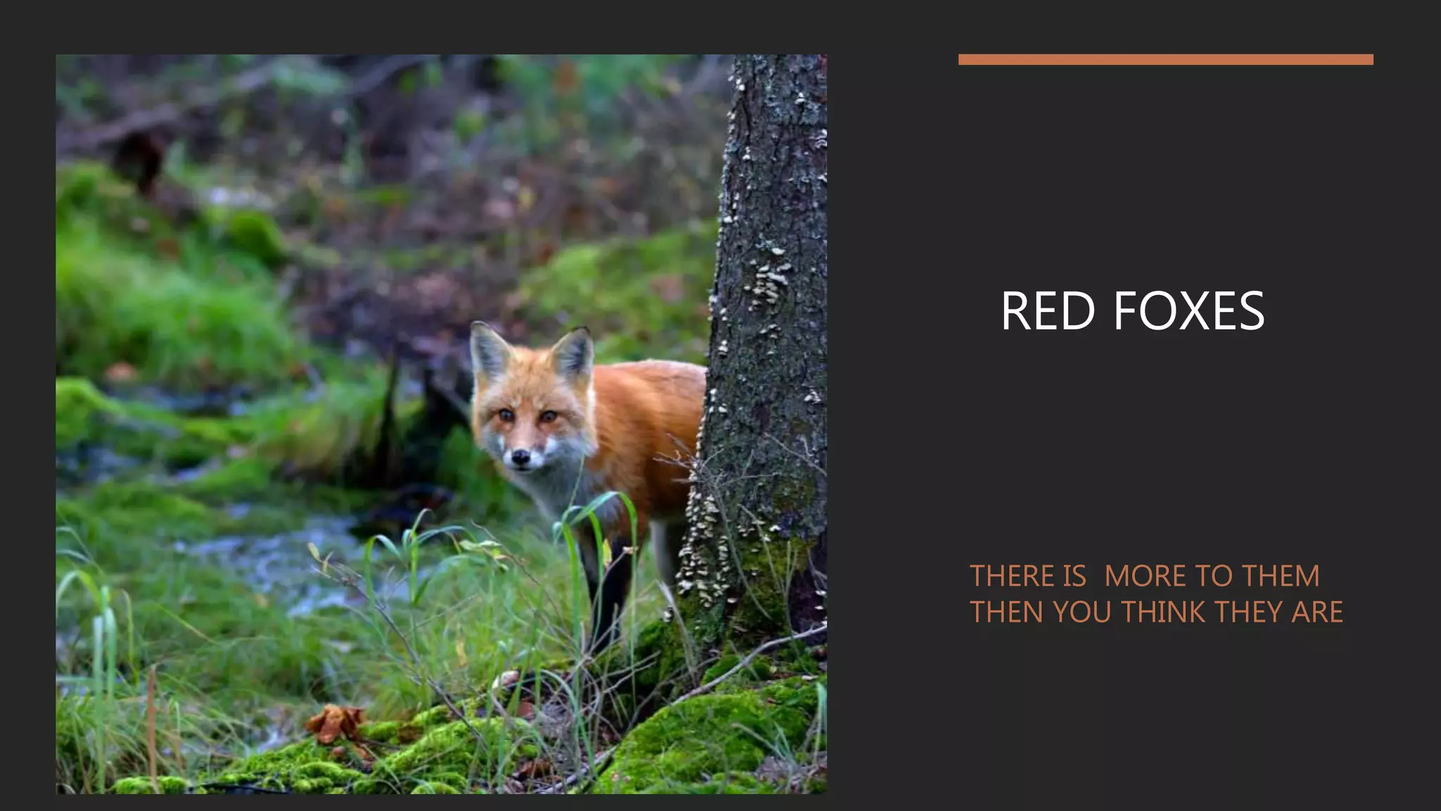 Red foxes | PPTX | Geography | Science
