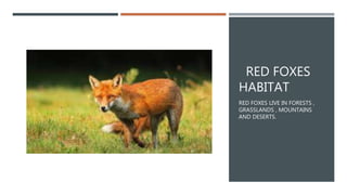 Red foxes | PPTX | Geography | Science
