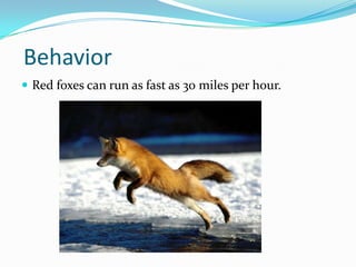 Red fox nate | PPTX