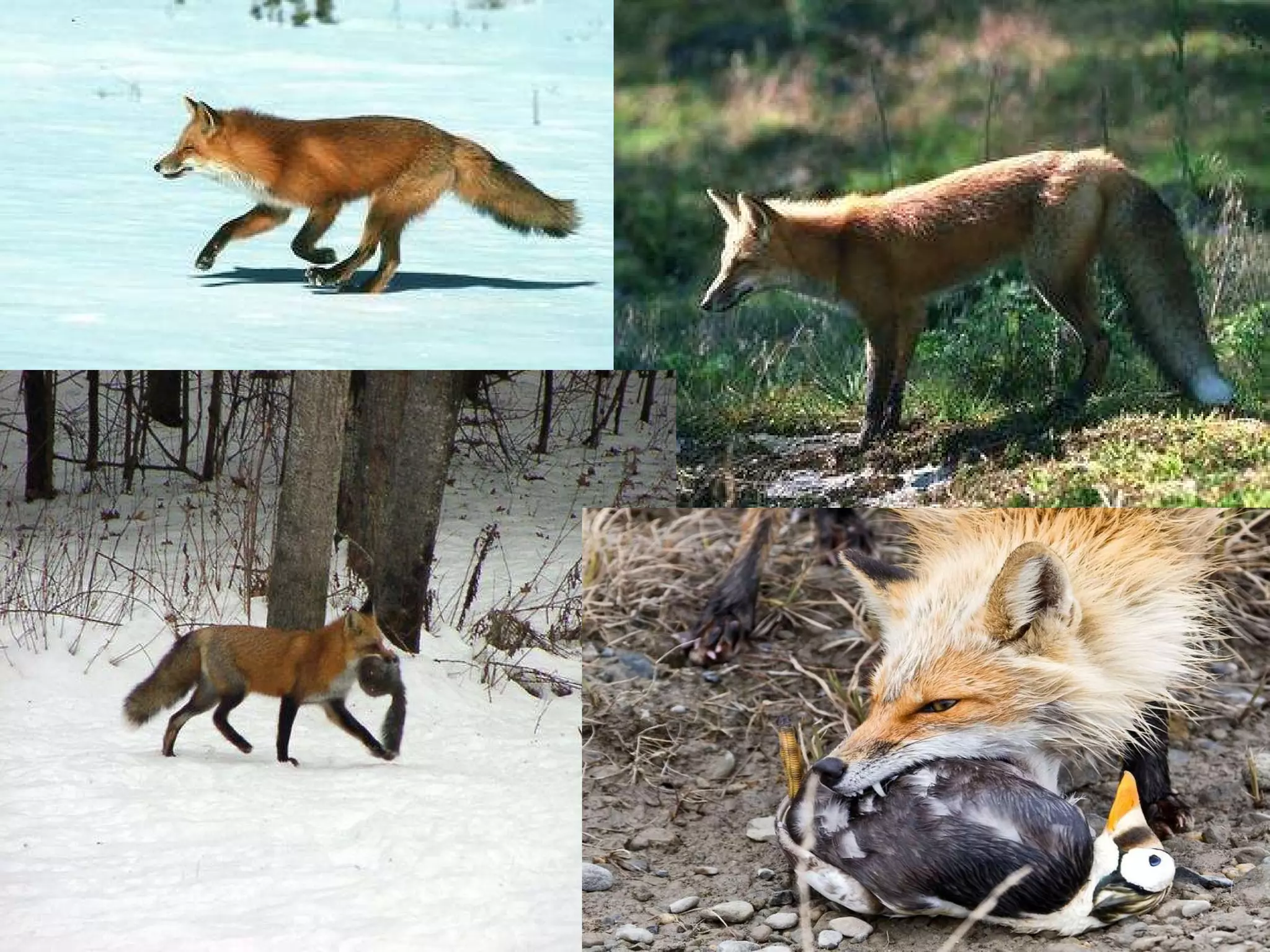 Red Fox Jake Frederick | PPT