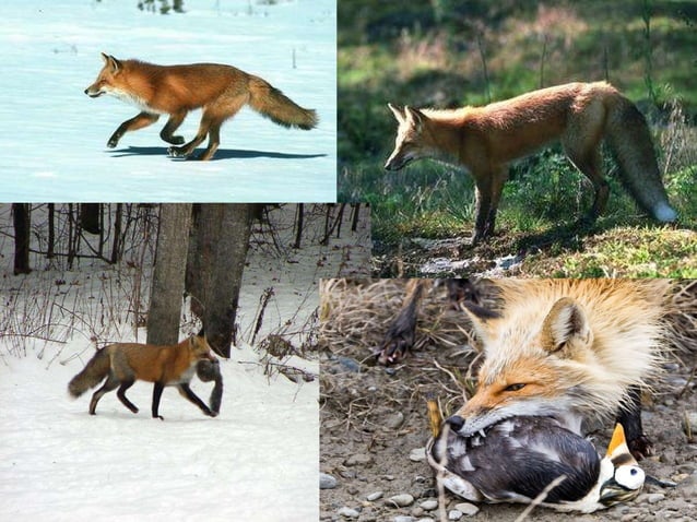Red Fox Jake Frederick | PPT