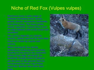 Red Fox Jake Frederick | PPT
