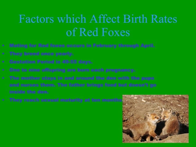 Red Fox Jake Frederick | PPT
