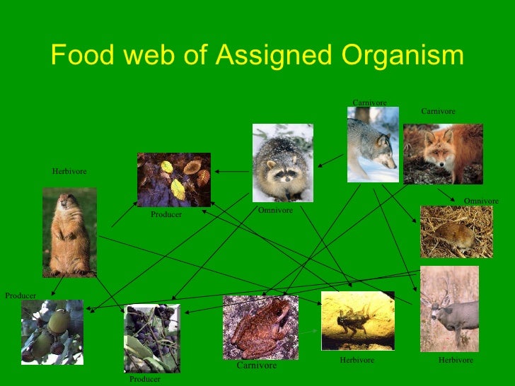 Red Fox Jake Frederick