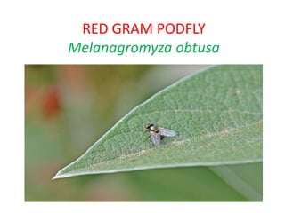 Red gram podfly | PPTX