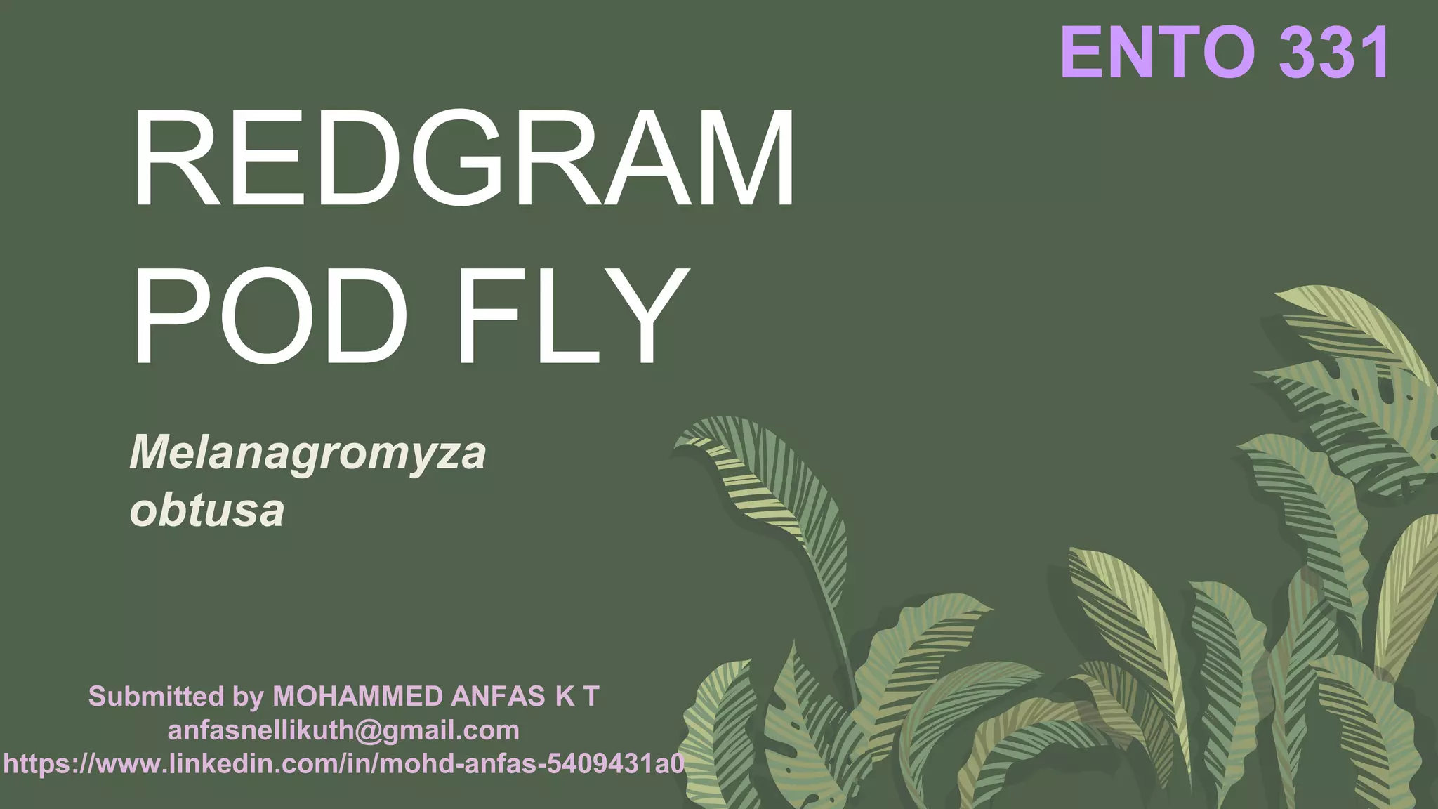 REDGRAM POD FLY(Melanagromyza obtusa) CLASSIFICATION,LIFECYCLE,PHOTOS ...