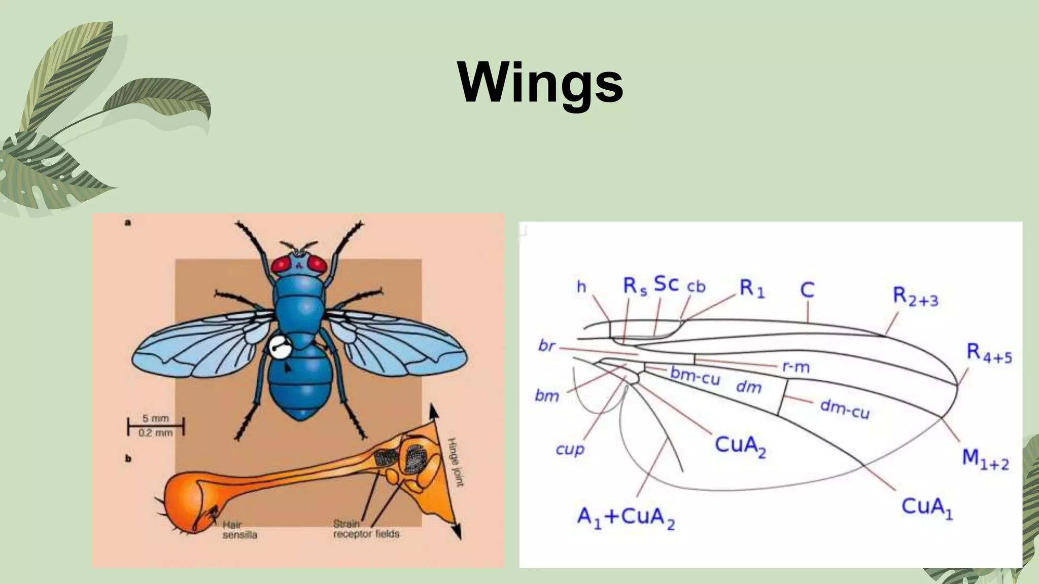 REDGRAM POD FLY(Melanagromyza obtusa) CLASSIFICATION,LIFECYCLE,PHOTOS ...