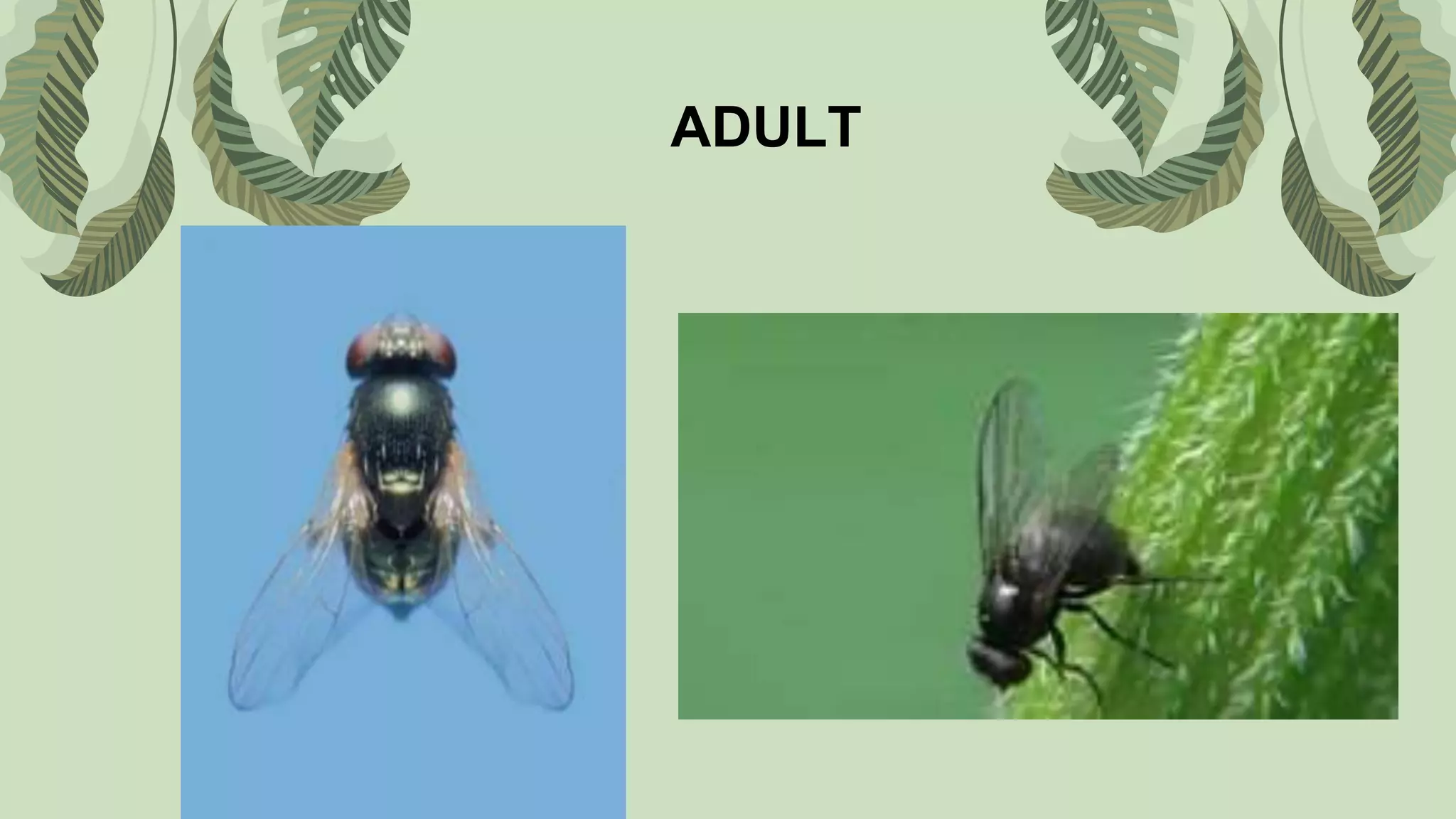 REDGRAM POD FLY(Melanagromyza obtusa) CLASSIFICATION,LIFECYCLE,PHOTOS ...