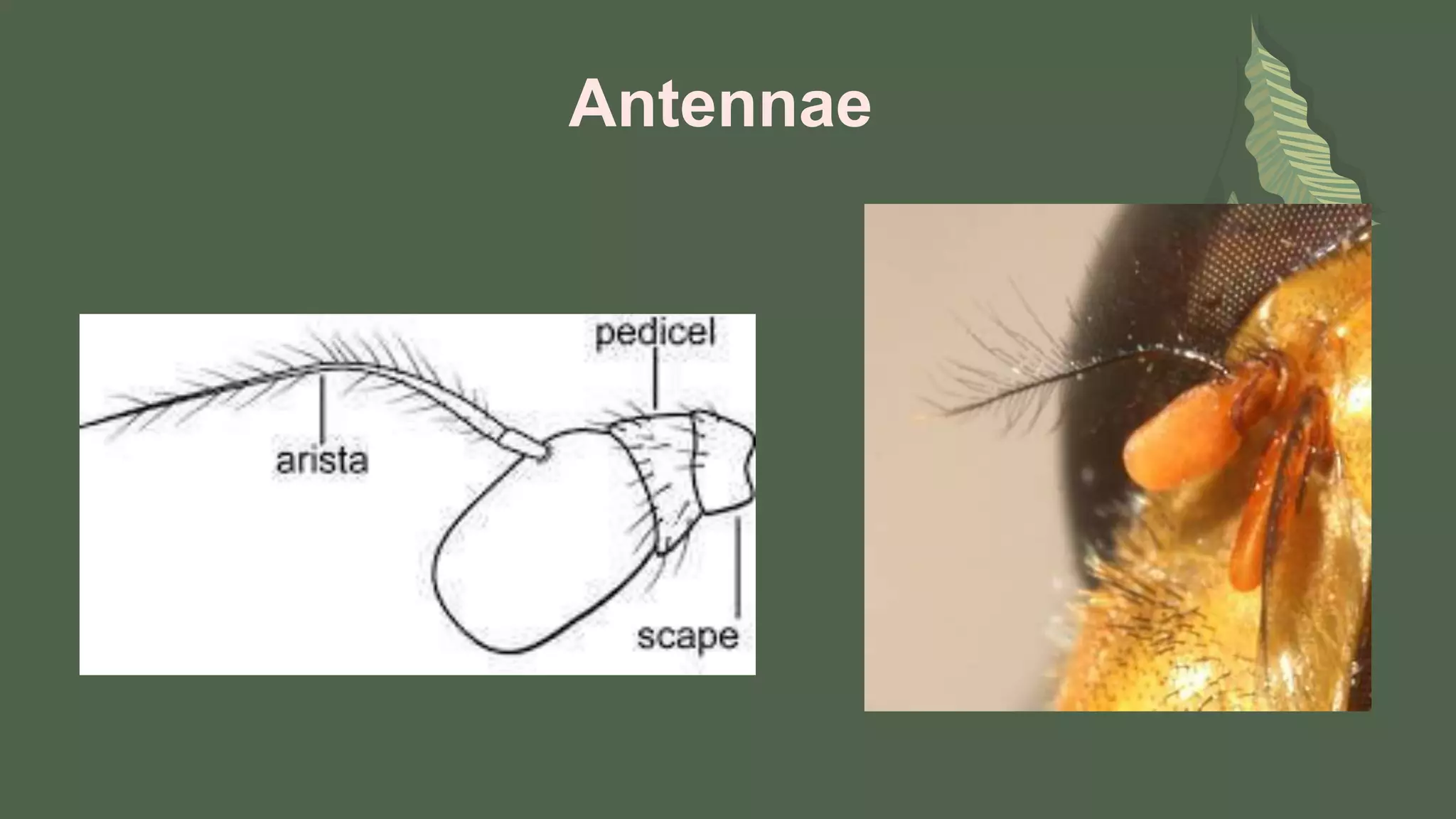 REDGRAM POD FLY(Melanagromyza obtusa) CLASSIFICATION,LIFECYCLE,PHOTOS ...