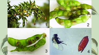 REDGRAM POD FLY(Melanagromyza obtusa) CLASSIFICATION,LIFECYCLE,PHOTOS | PPT