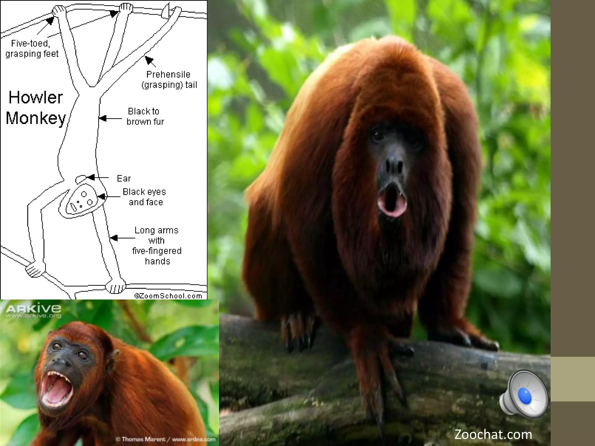 Behavior and Conservation of Red Howler Monkeys | PPT