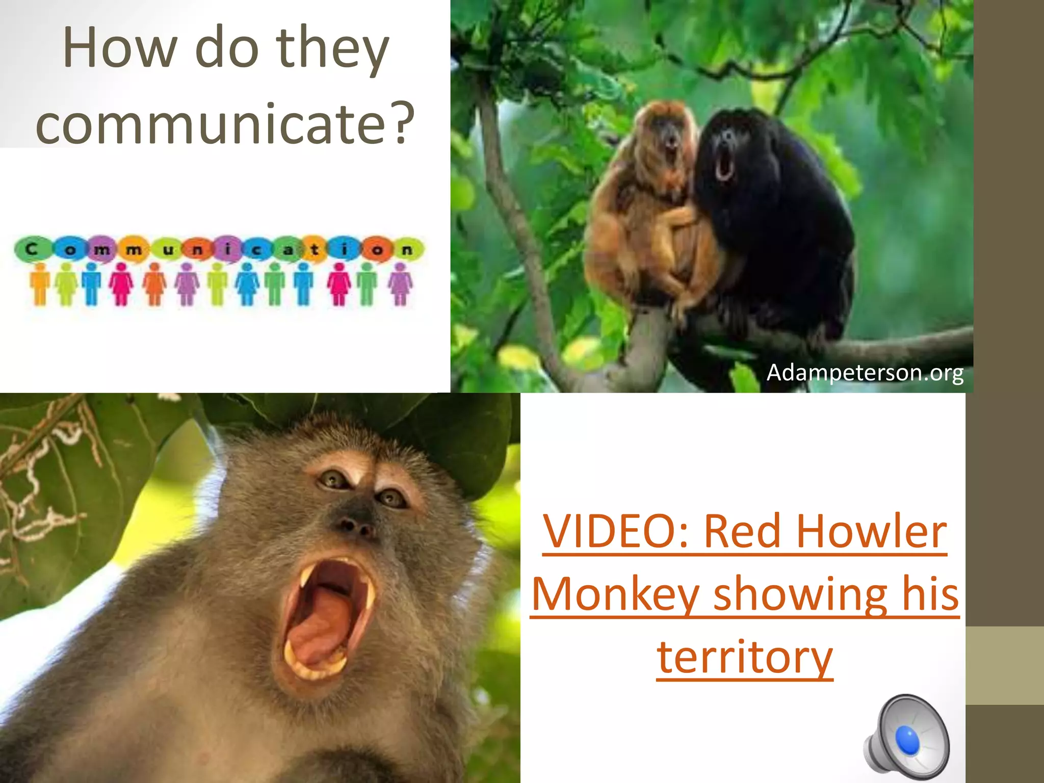 Behavior and Conservation of Red Howler Monkeys | PPTX