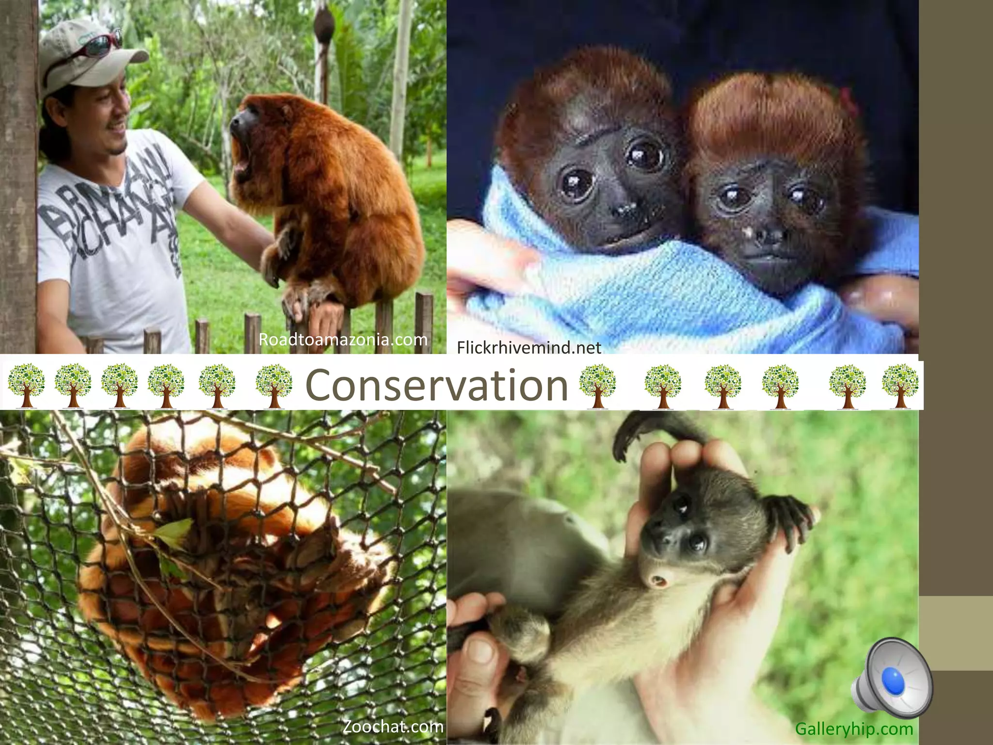 Behavior and Conservation of Red Howler Monkeys | PPTX