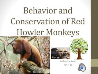 Behavior and Conservation of Red Howler Monkeys | PPT