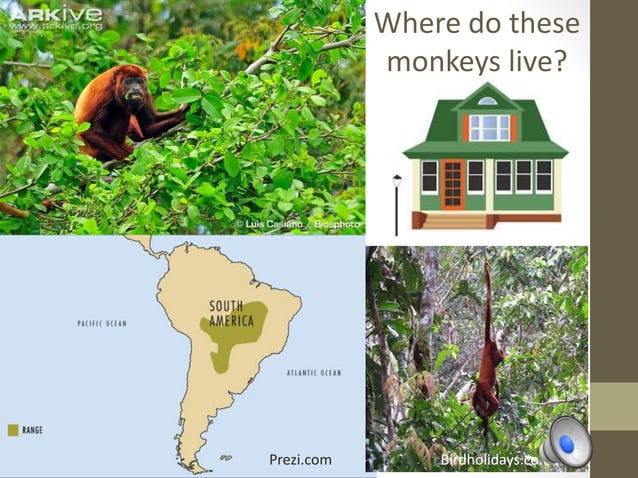 Behavior and Conservation of Red Howler Monkeys | PPTX