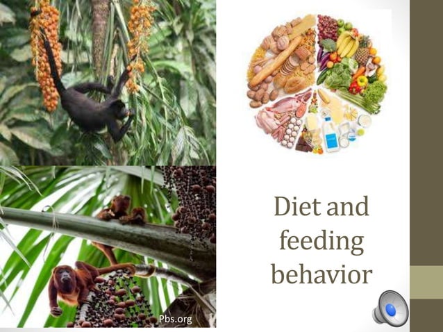 Behavior and Conservation of Red Howler Monkeys | PPTX