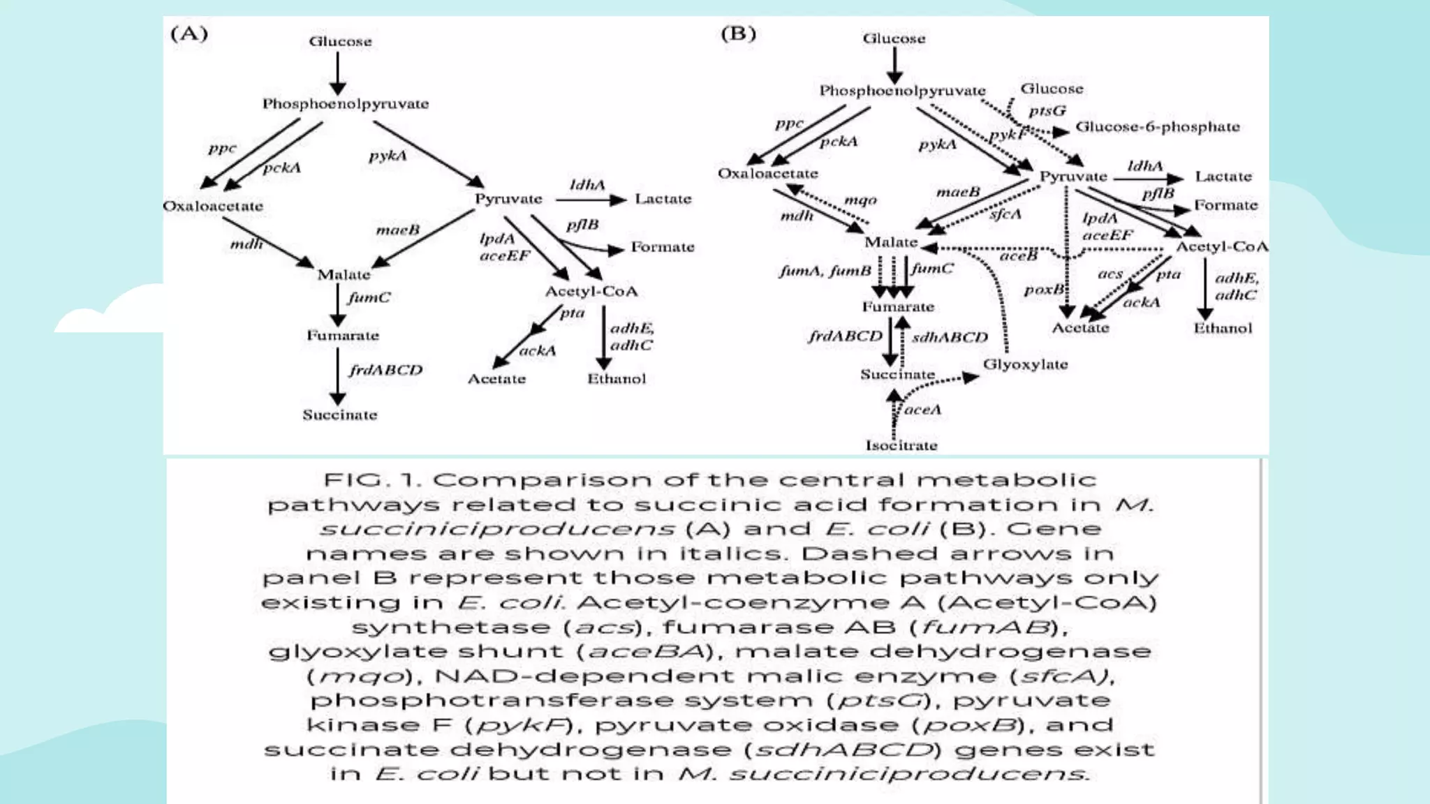 REDIRECTING METABOLIC PATHWAYS IN BACTERIA.pptx
