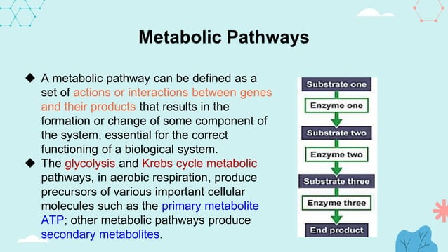 REDIRECTING METABOLIC PATHWAYS IN BACTERIA.pptx | Biotech and ...