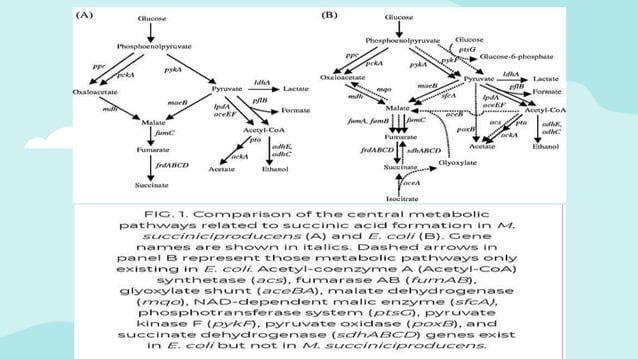 REDIRECTING METABOLIC PATHWAYS IN BACTERIA.pptx | Biotech and ...