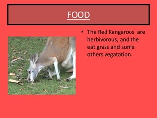Red kangaroo | PPTX