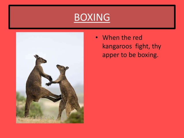 Red kangaroo | PPTX