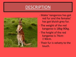RED KANGAROO (2) | PPTX