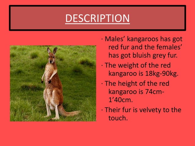 RED KANGAROO (2) | PPTX