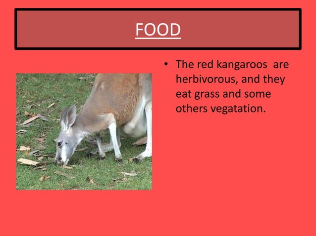 RED KANGAROO (2) | PPTX