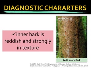 Red lauan- Shorea negrosensis | PPTX