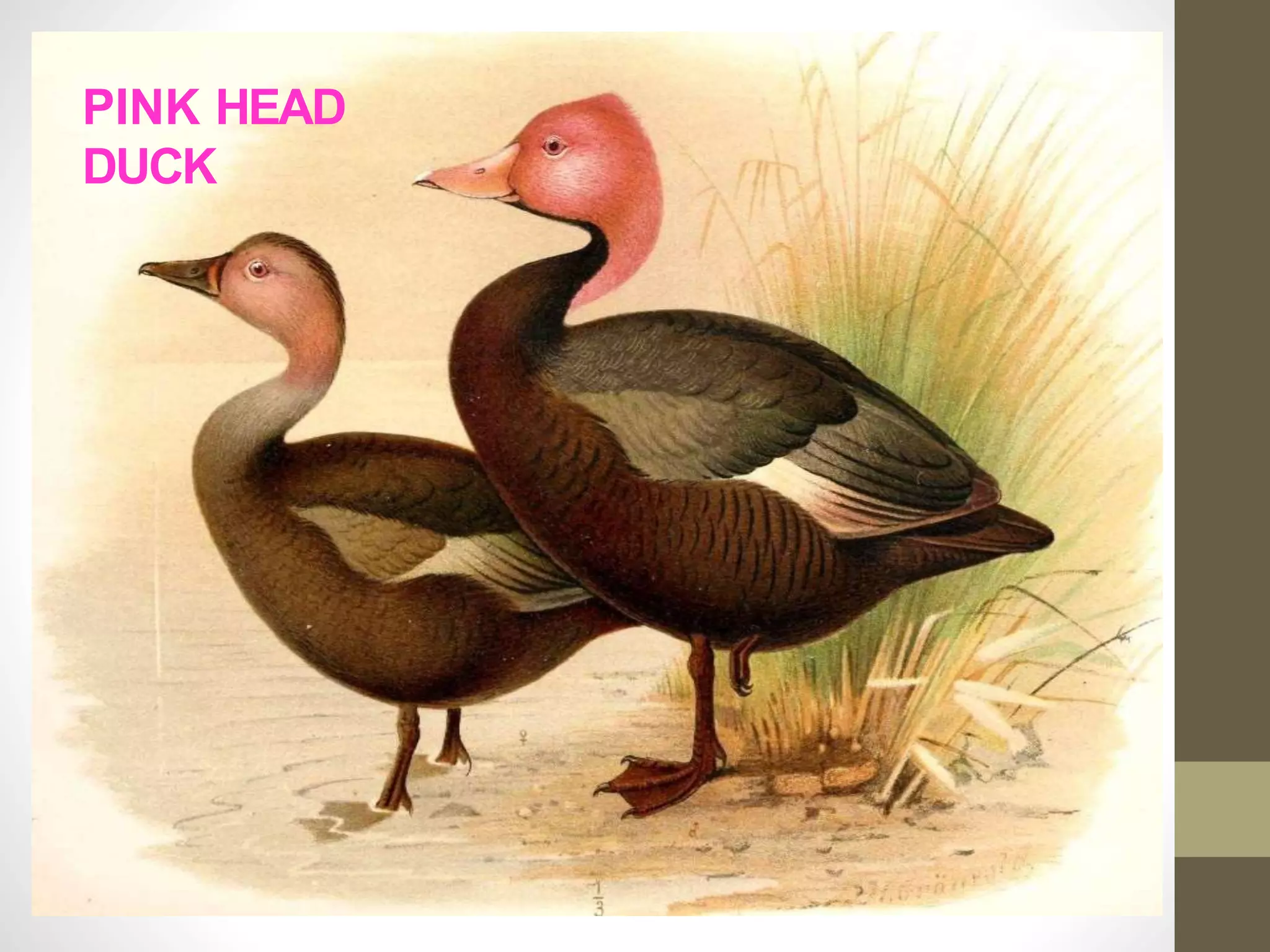 Red list categories | PPTX