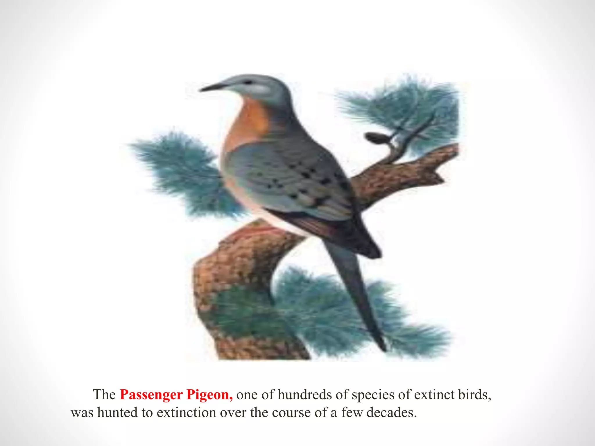 Red list categories | PPTX