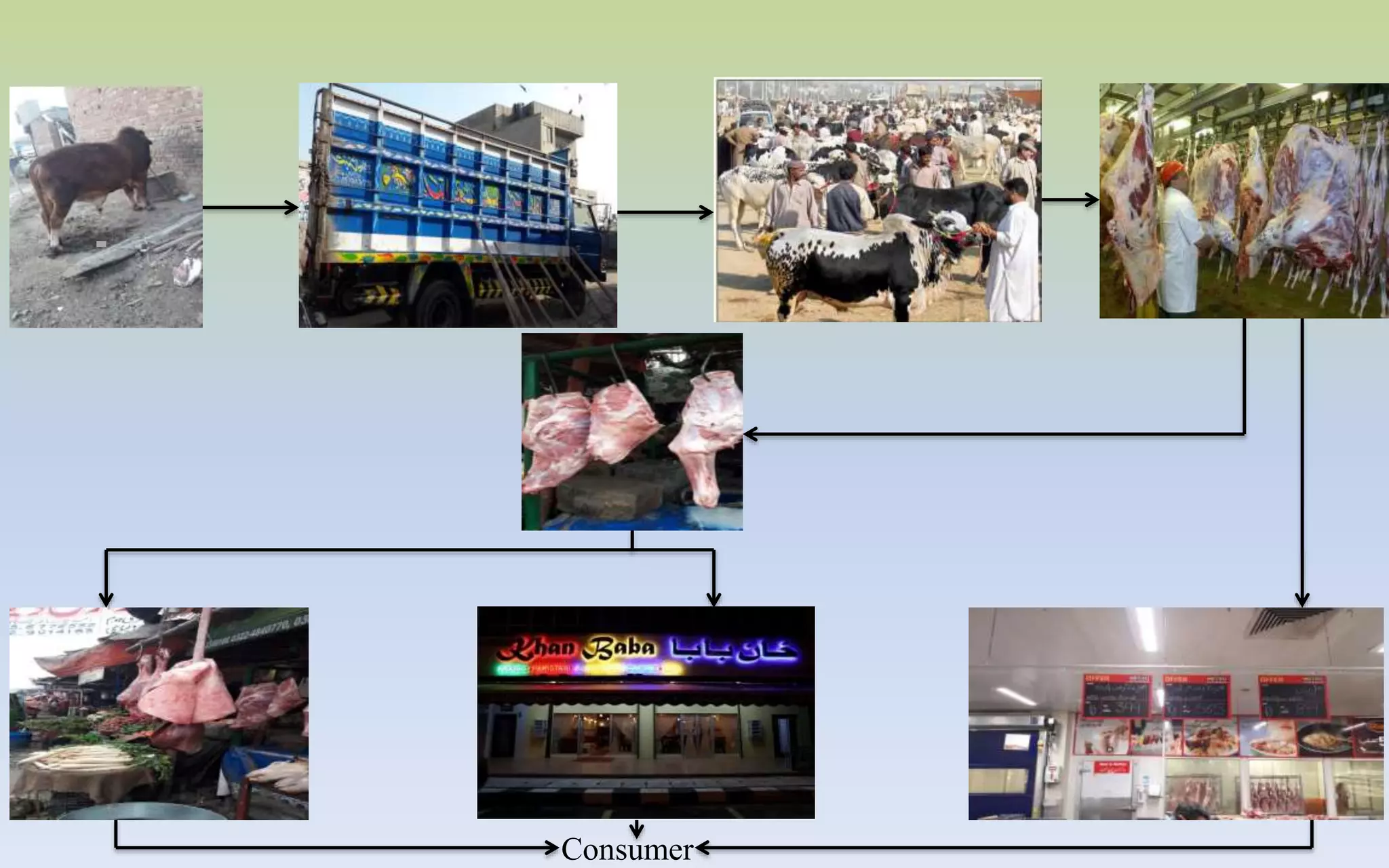 Red meat Supply Chain.pptx | Agriculture | Industries