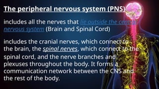 The Nervous System of the Human Bodyyyyy | PPTX