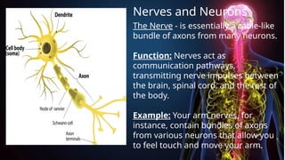 The Nervous System of the Human Bodyyyyy | PPTX