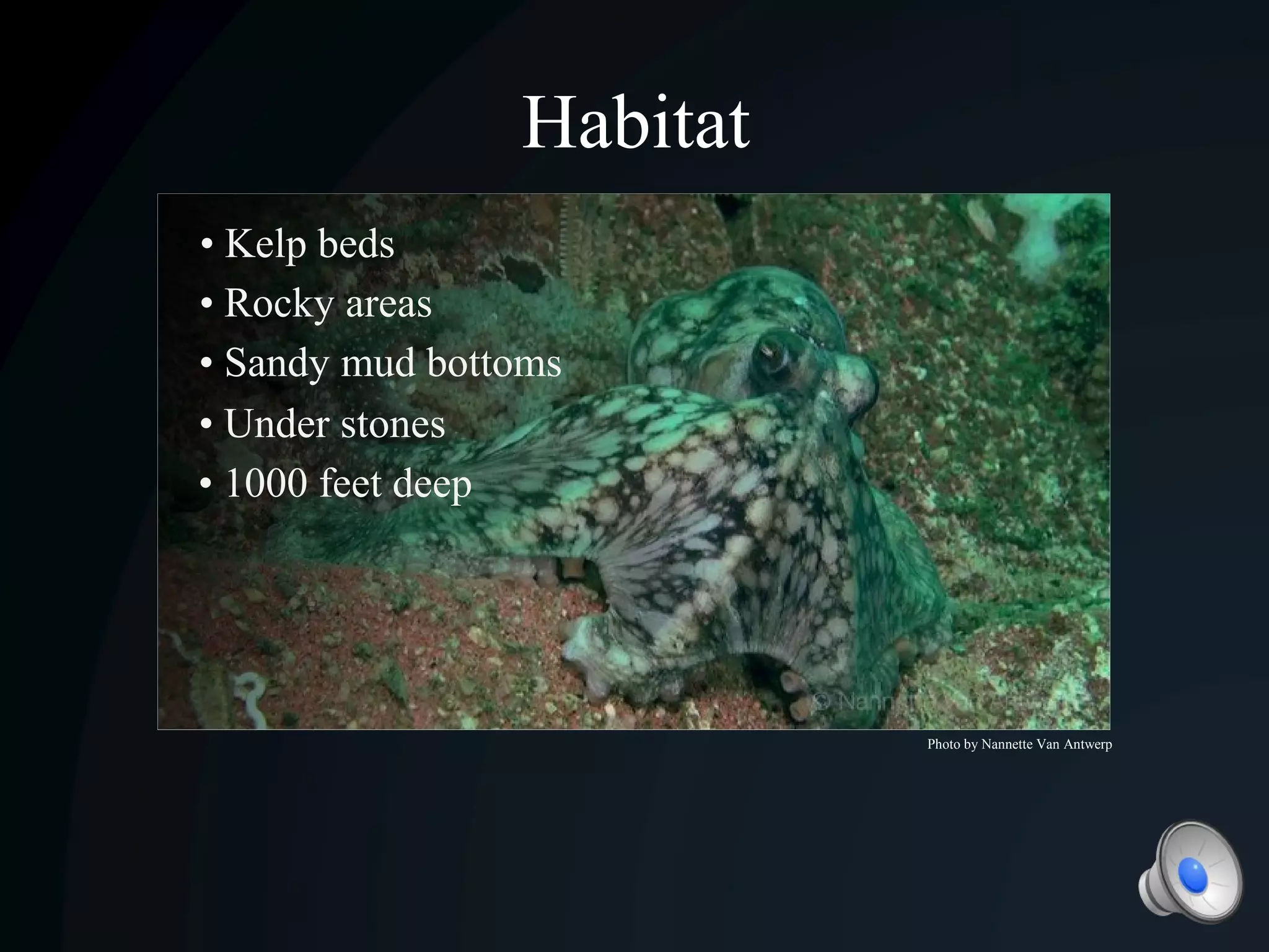 Red octopus presentation final w2 | PPT
