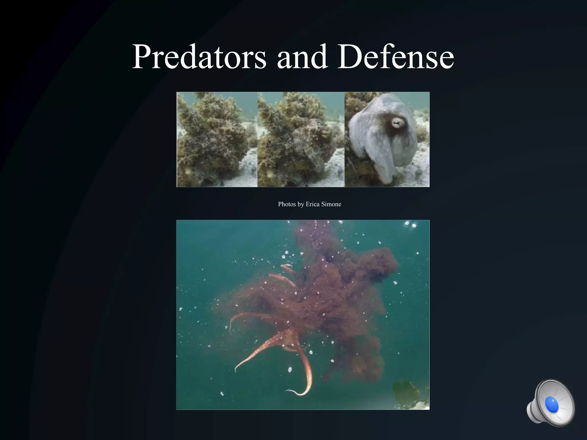 Red octopus presentation final w2 | PPT